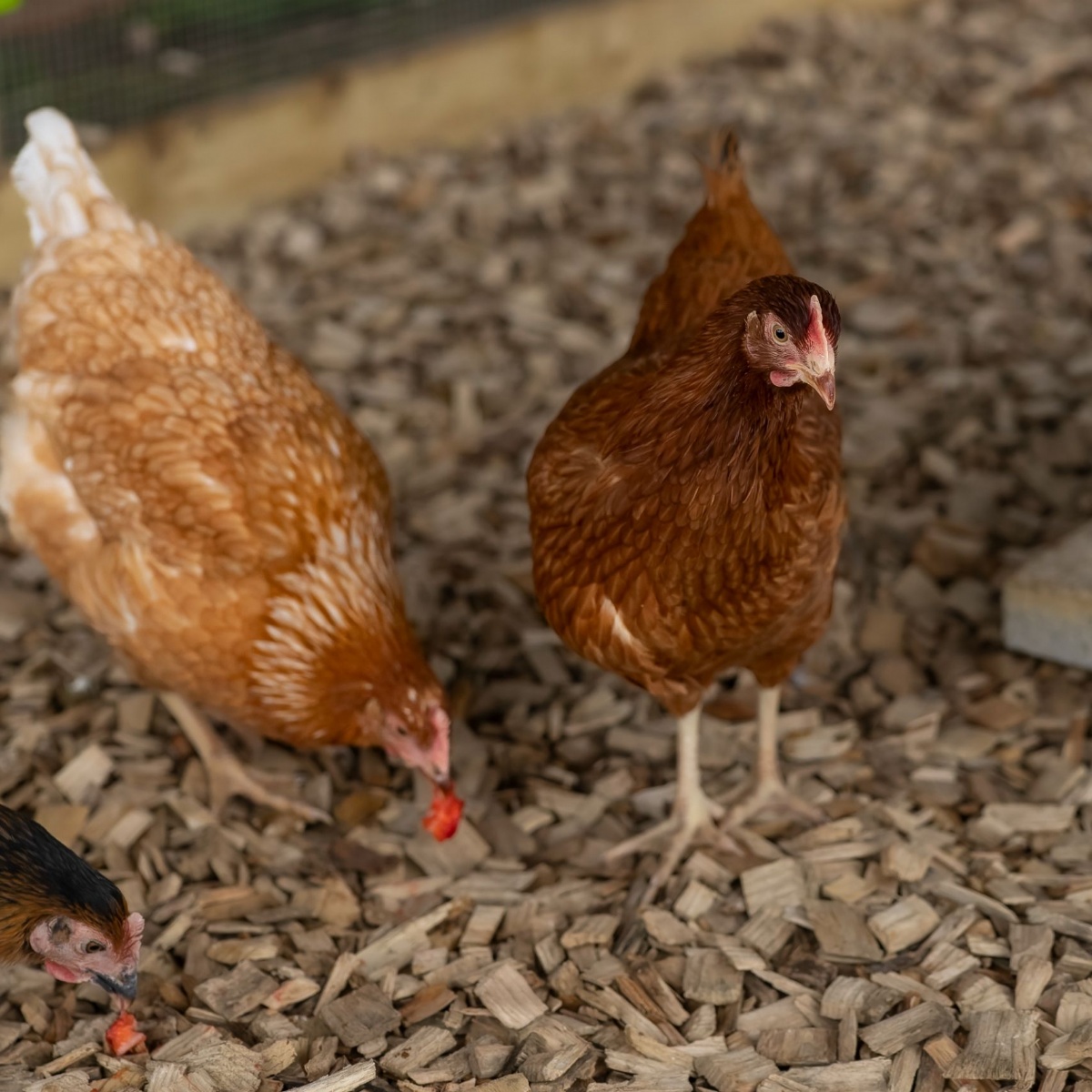 Warwick Preparatory School - Introducing Alberta Eggstein