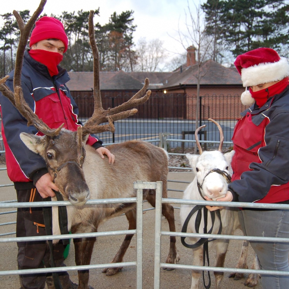 Warwick Preparatory School - The Magical Arrival of Kevin and Kristoff